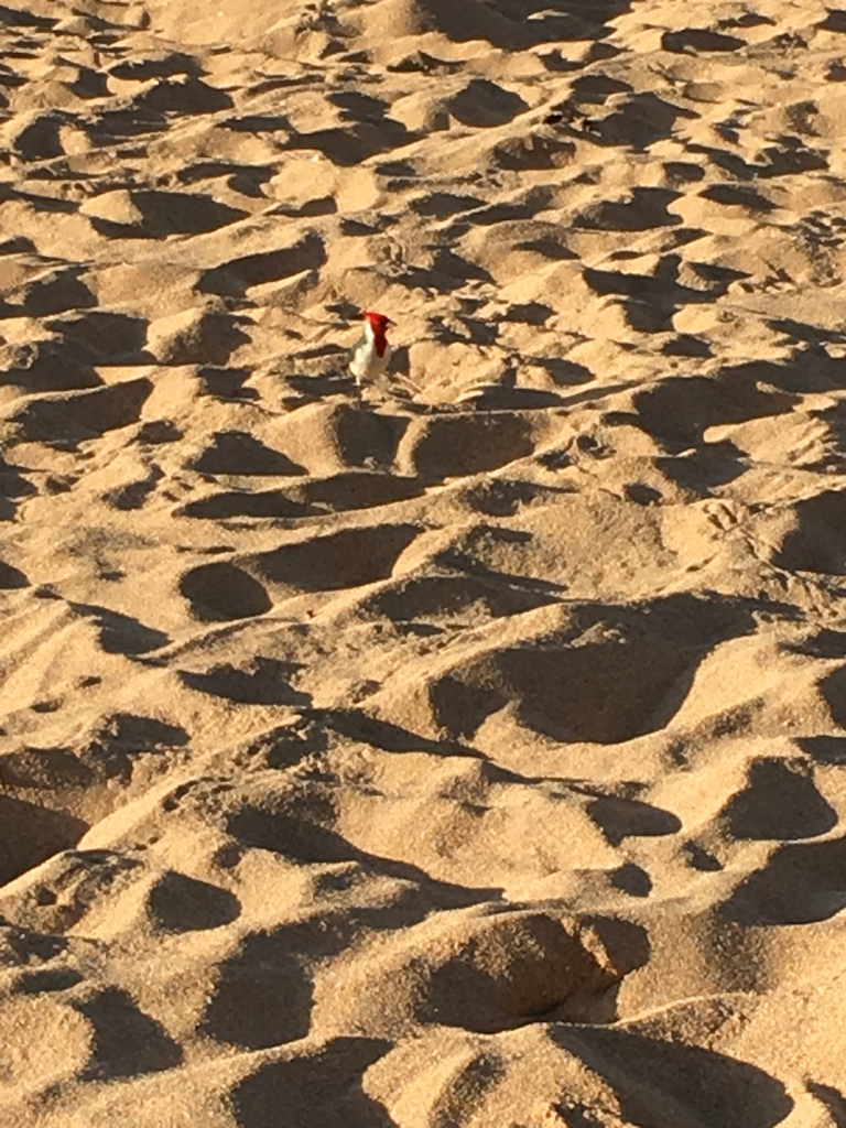 Red-crested Cardinal from 5-7652 Kuhio Hwy, , HI, US on March 3, 2017 ...
