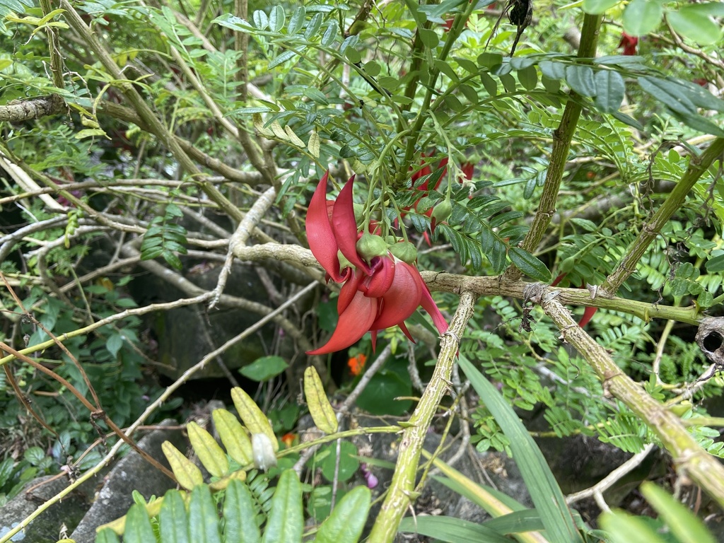 Kaka Beak from Tasman, Mangarakau, Tasman, NZ on January 13, 2020 at 04 ...