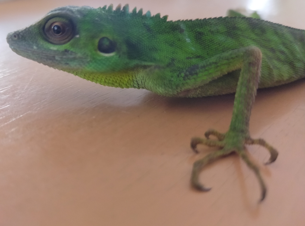 Green Crested Lizard from Sumuran, Sipirok, South Tapanuli Regency ...