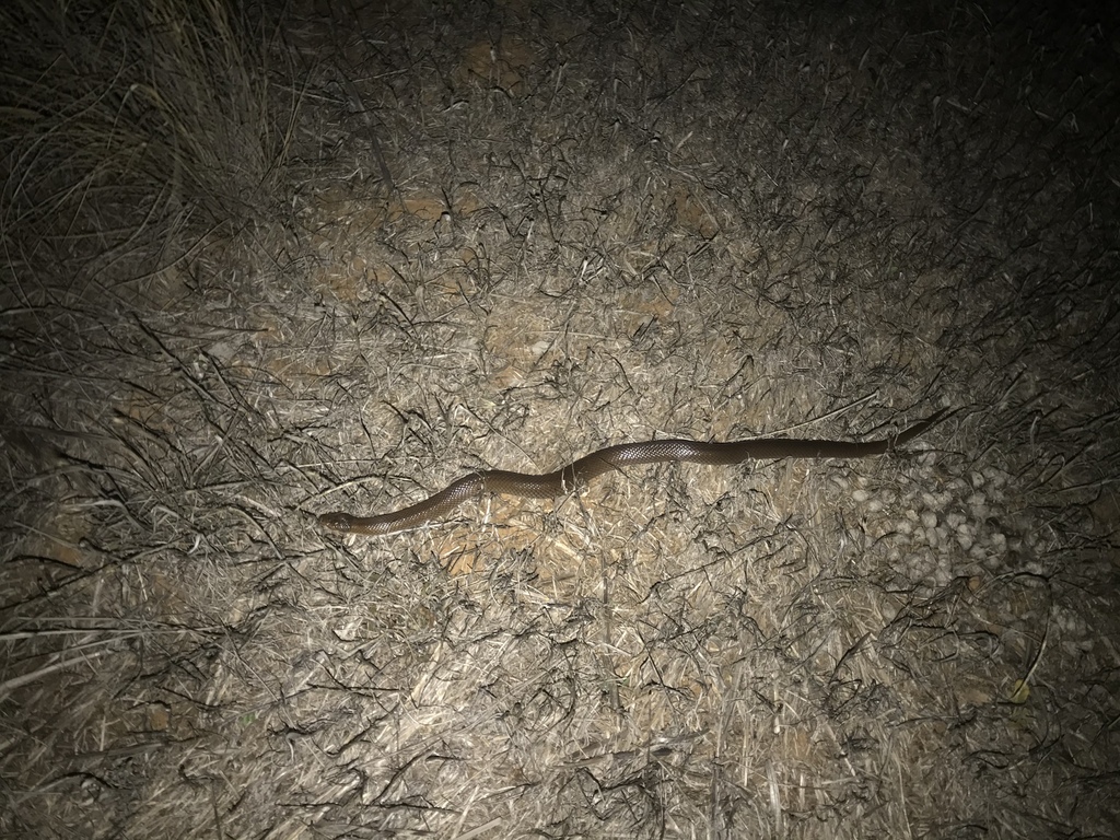 Curl Snake in March 2020 by Bruce Edley · iNaturalist