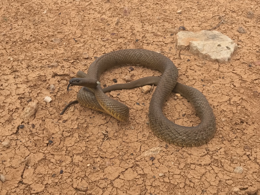 Fierce Snake on December 03, 2018 at 10:53 AM by Bruce Edley · iNaturalist