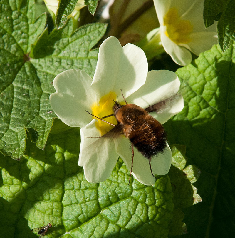Dotted Bee Fly in March 2020 by Tig · iNaturalist United Kingdom