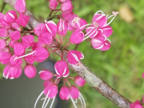 little evodia (Melicope rubra) · iNaturalist