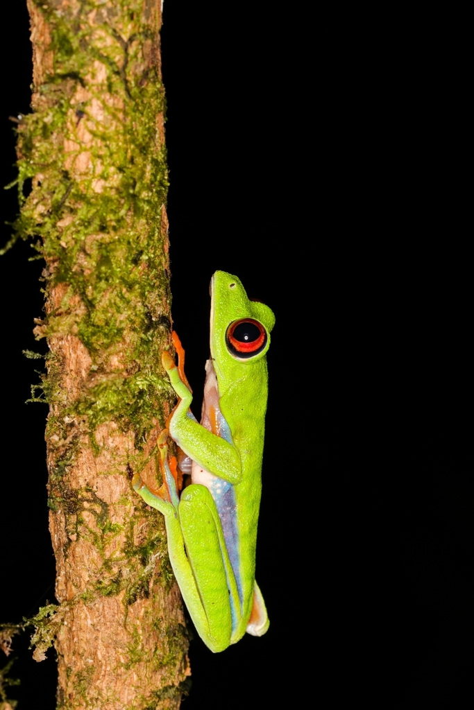Parachuting Red-eyed Leaf Frog from Yatama EcoLodge and Reserve on ...