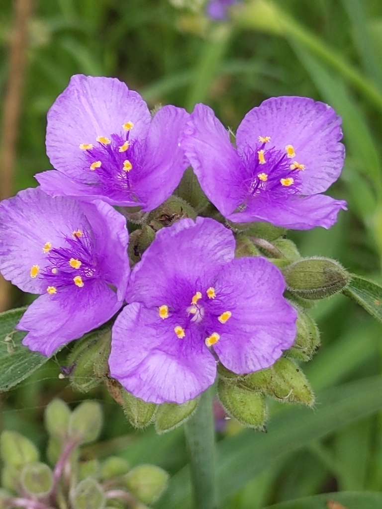 giant spiderwort from Round Rock, TX 78665, USA on March 26, 2020 at 12 ...