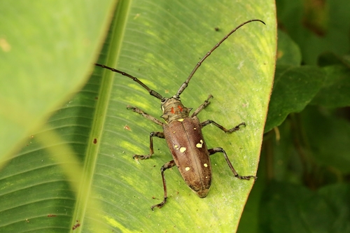 Subspecies Batocera rubus mniszechi · iNaturalist United Kingdom