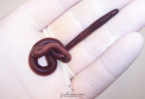 Genus Eudrilus · iNaturalist