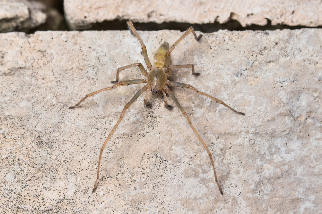 Longlegged Sac Spiders from Koskinou 851 00, Greece on March 25, 2020 ...