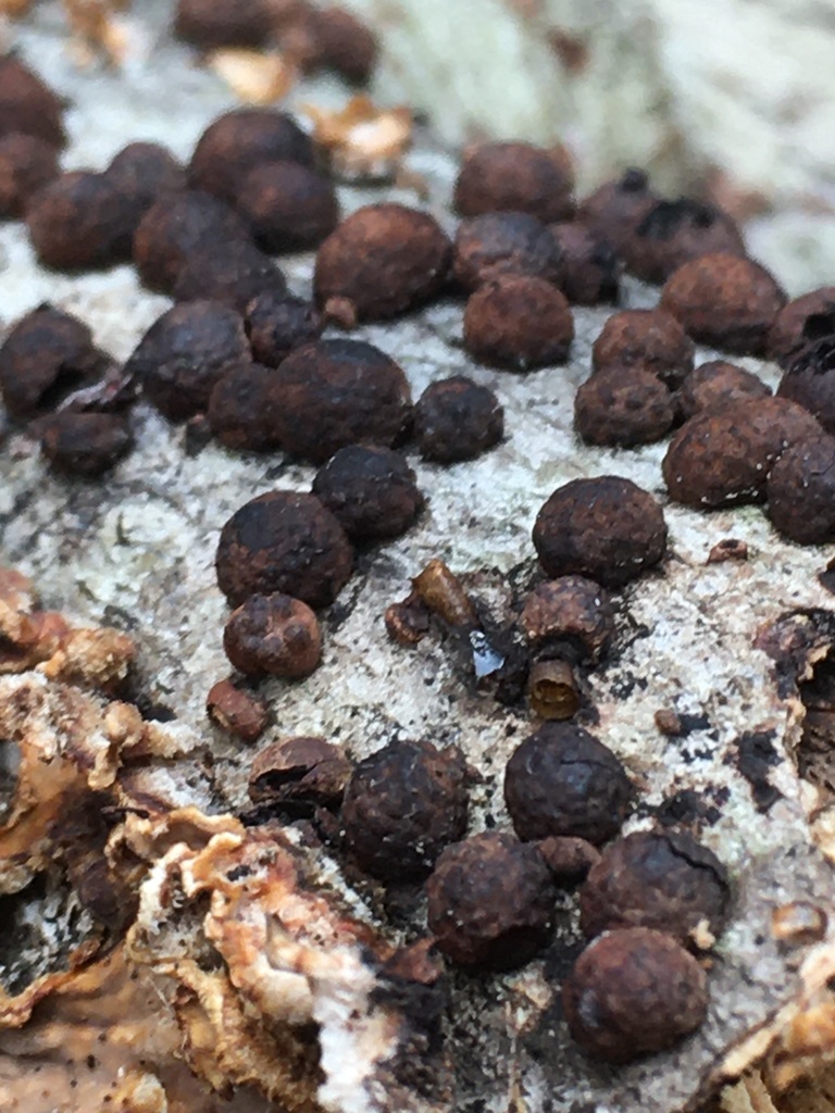 Hypoxylon howeanum from Summer Haven Rd, Swannanoa, NC, US on March 26 ...