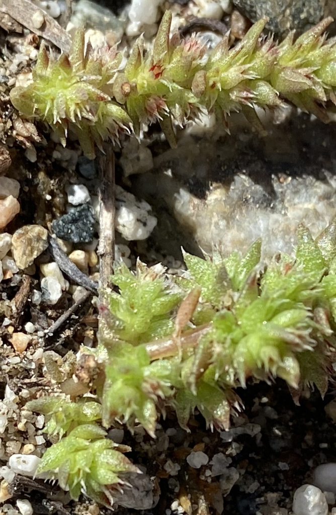 Crassula colligata lamprosperma from Victoria, Rancho Cucamonga, CA, US ...