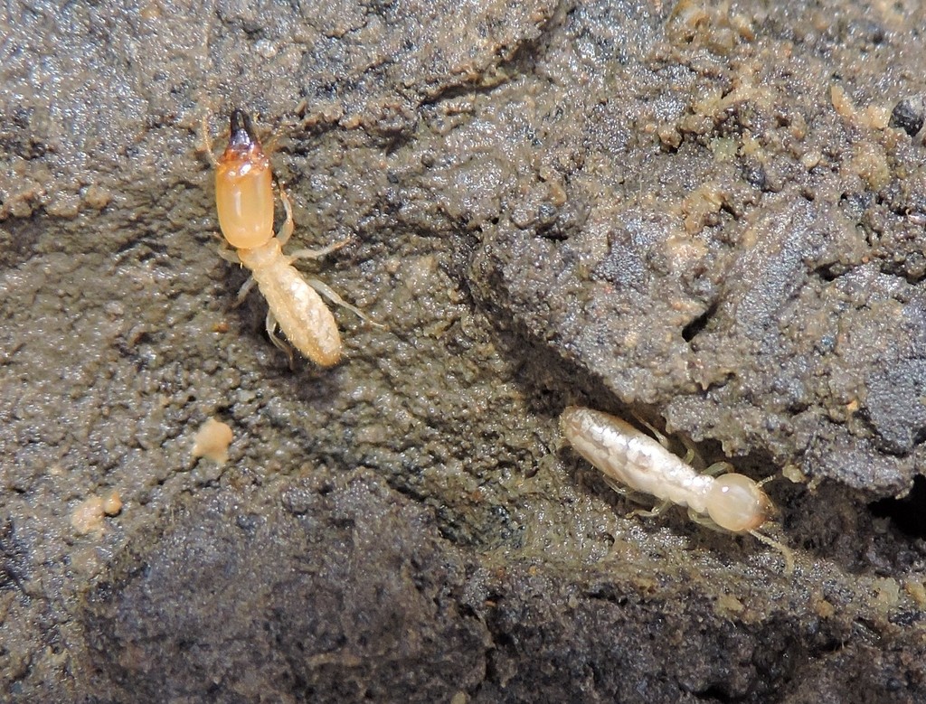 Eastern Subterranean Termite from Sullivan County, TN, USA on March 26 ...