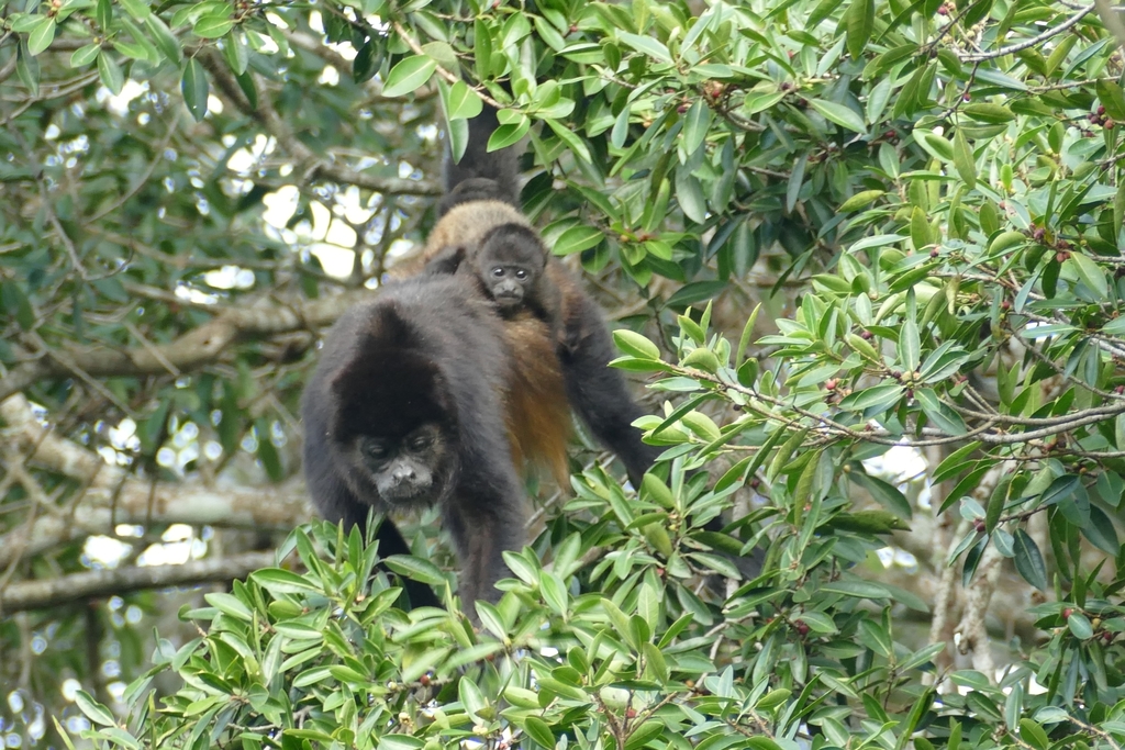 Saraguato de manto desde Finca Las Palmas, Danlí, Honduras el 05 de ...