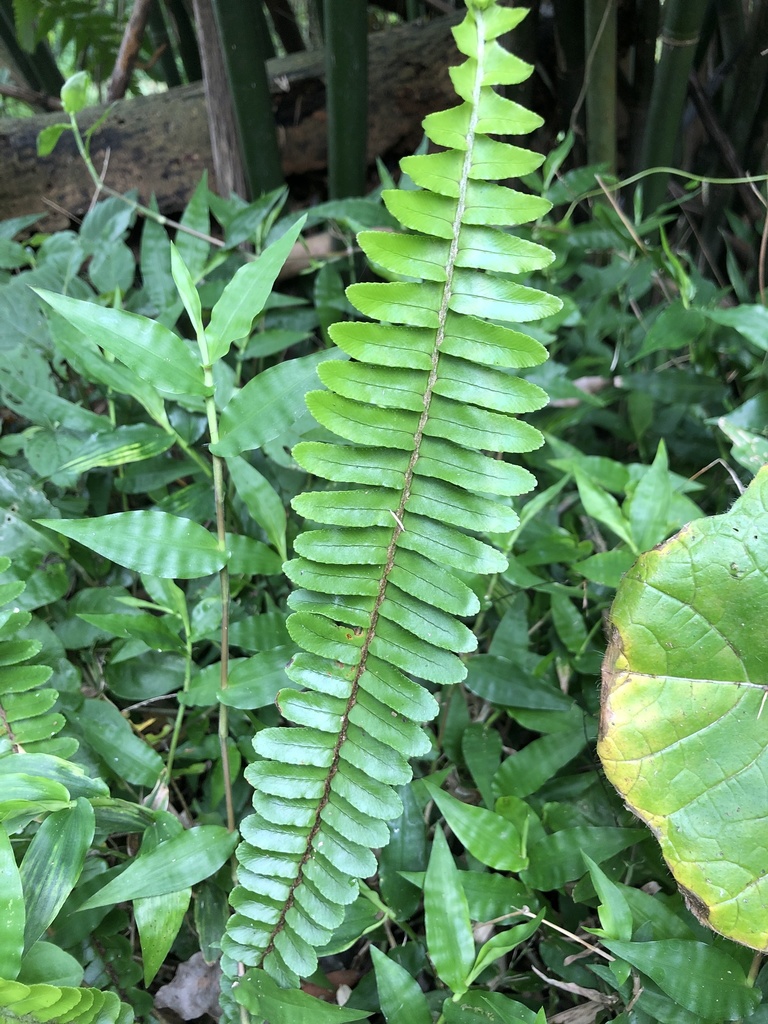 Fishbone Fern from 尖子鹿路, 石門區, TW on March 27, 2020 at 10:47 AM by ...