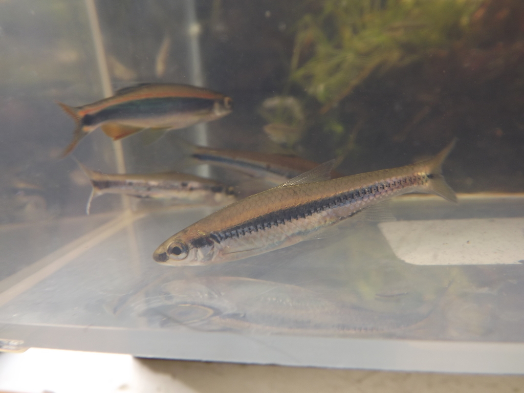 Coastal Shiner from Lithia, FL, USA on March 04, 2017 at 03:54 PM by ...