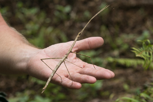 Genus Orxines · iNaturalist