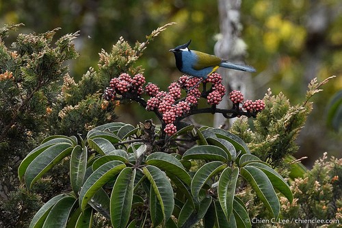 Subspecies Paramythia montium olivacea · iNaturalist