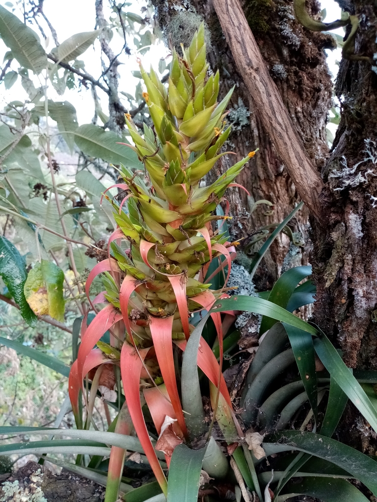 Tillandsia carlos-hankii from Putla Villa de Guerrero, Oax., México on ...