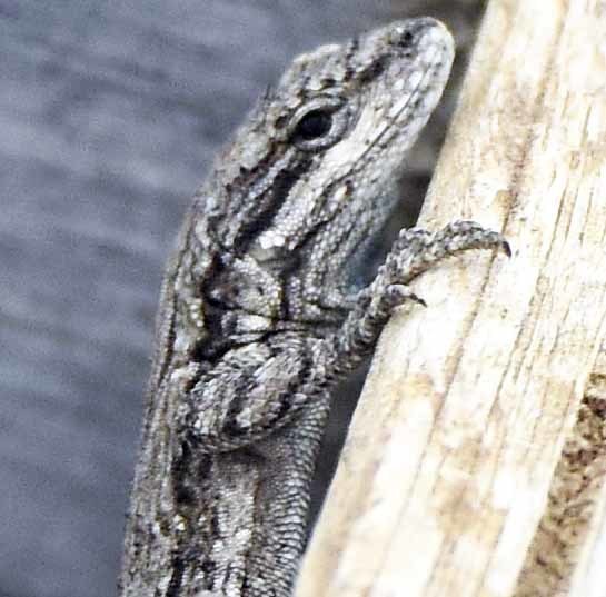 Ornate Tree Lizard from Hays County, TX, USA on March 5, 2017 at 04:03 ...