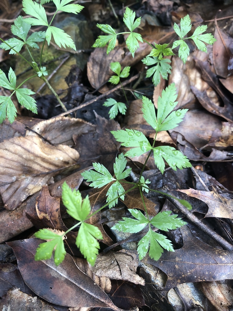Shrub Yellowroot in March 2020 by Johnny Wilson · iNaturalist