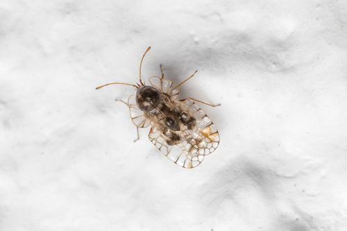 Galeatus scrophicus · iNaturalist