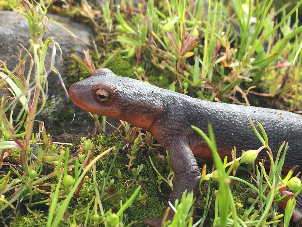 Sierra Newt from 95965, Oroville, CA, US on March 5, 2017 at 02:12 PM ...