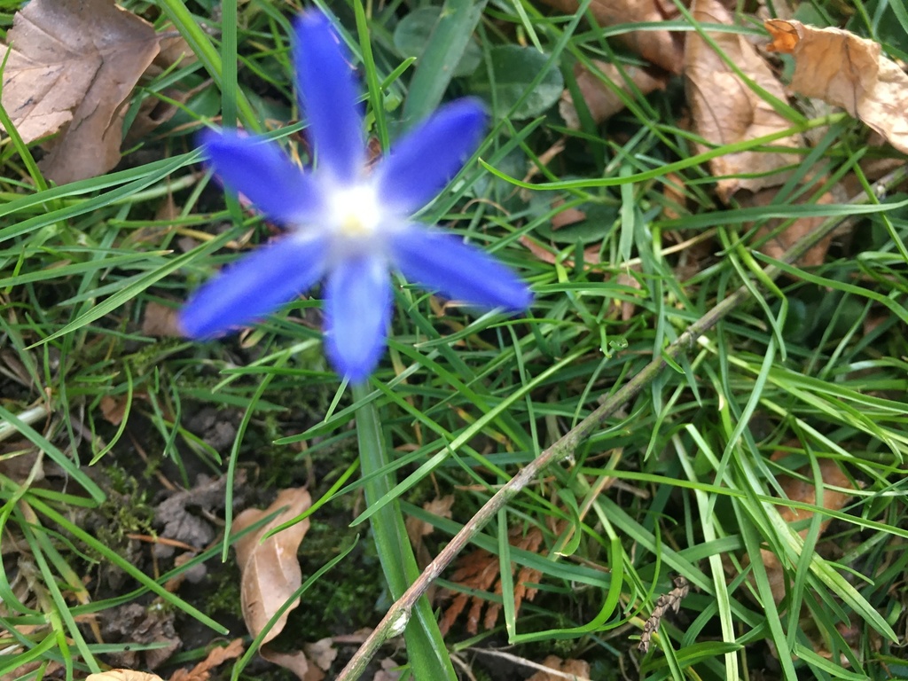 Lesser Glory-of-the-snow from Sjælland, Ejby, Sjælland, DK on March 27 ...
