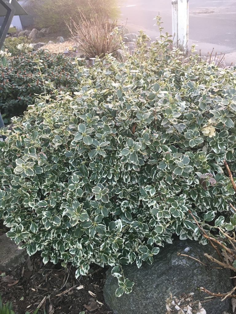 Japanese spindle tree from Sjælland, Ejby, Sjælland, DK on March 27 ...