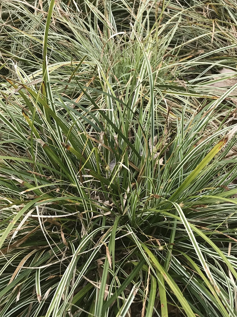 Evergold Sedge from Greensboro Arboretum, Greensboro, NC, US on March ...