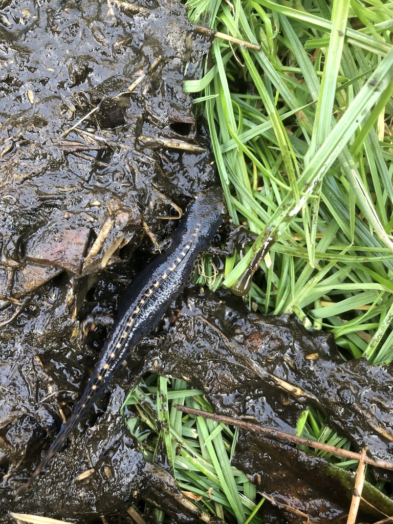 Italian Alpine Newt from Paddington Basin, Hemel Hempstead, England, GB ...