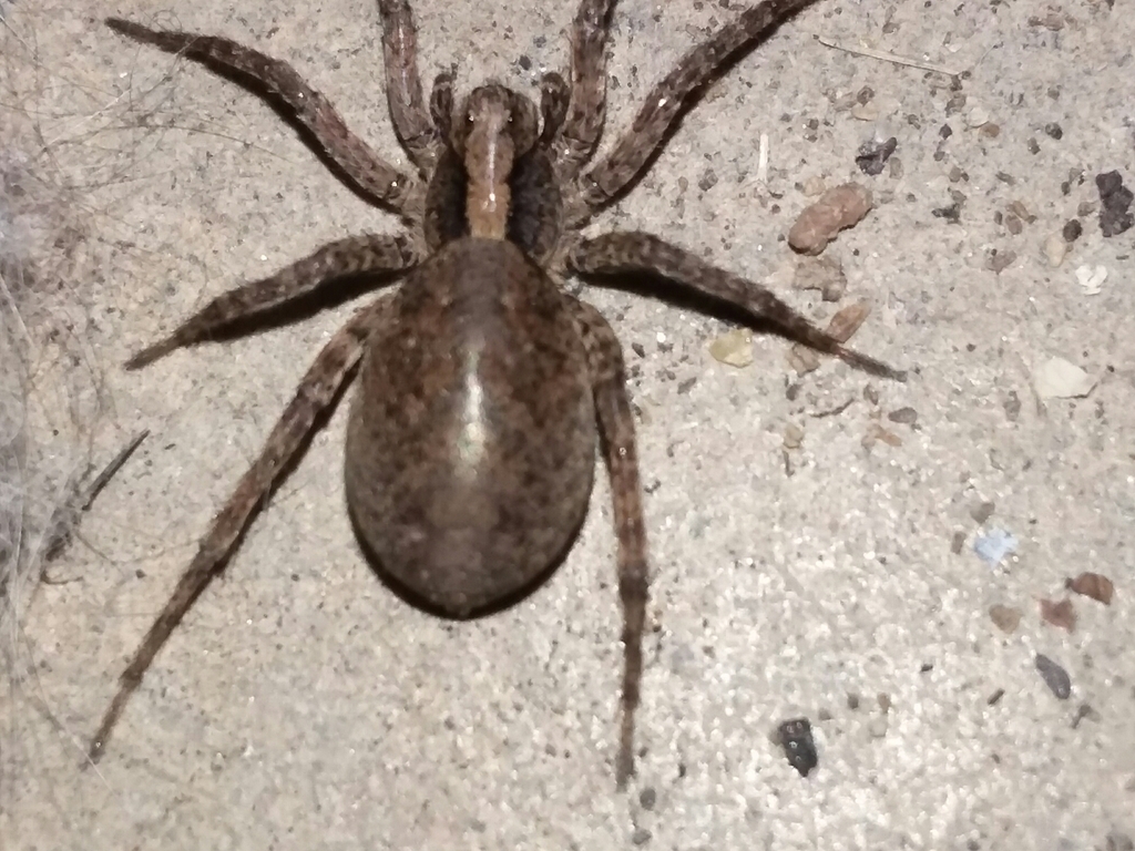 Koch's Wolf Spider from Mayer, AZ 86333, USA on March 26, 2020 at 09:17 ...