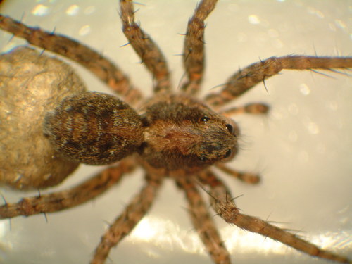 Shore Spider (Pardosa milvina)