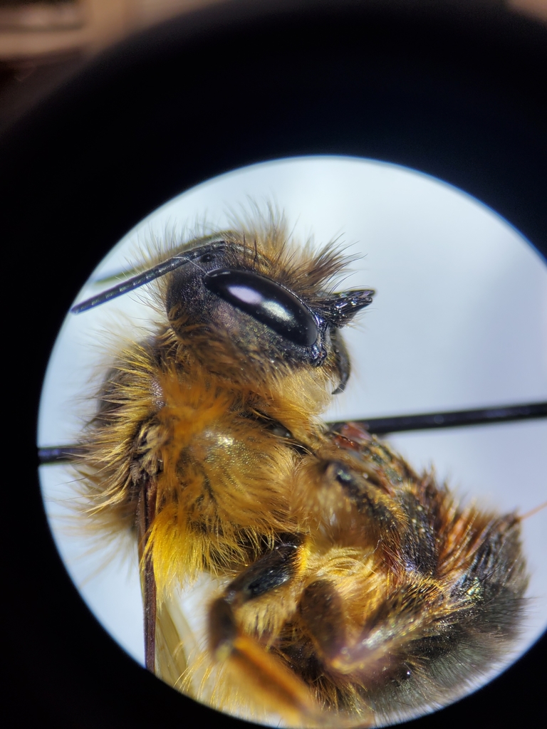 Taurus Mason Bee from North Knoxville on March 27, 2020 at 03:31 PM by ...