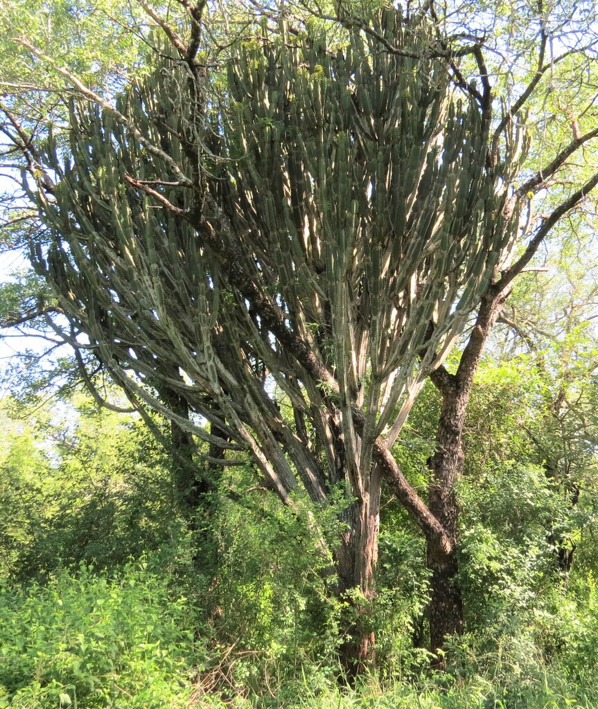 Common Tree Euphorbia (Mbuluzi trees) · iNaturalist