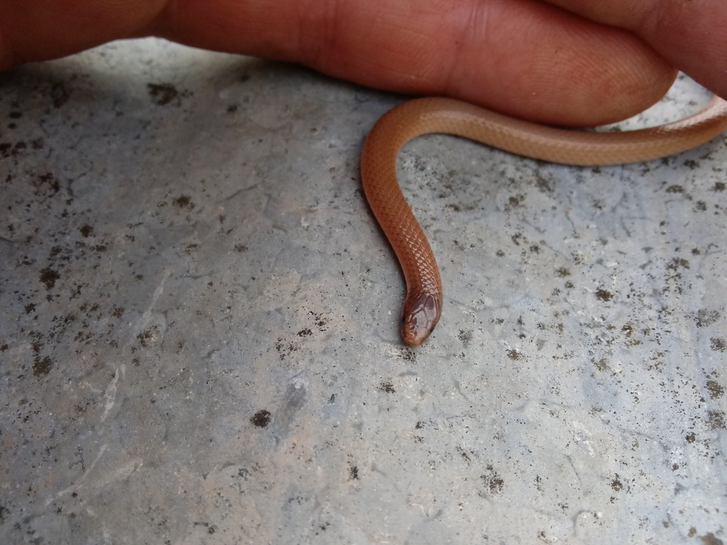 Flat-headed Snake in March 2020 by Ian Kanda · iNaturalist