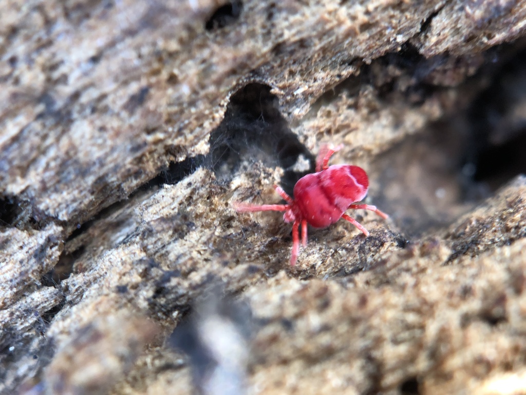 Trombidium on February 29, 2020 at 03:07 PM by Russell Hawkins ...