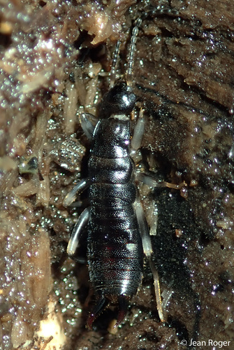 Brachylabis rouxi · iNaturalist