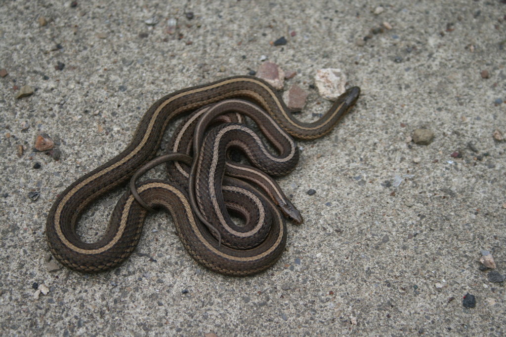 Short-headed Garter Snake in June 2007 by Brian G.. Several were found ...