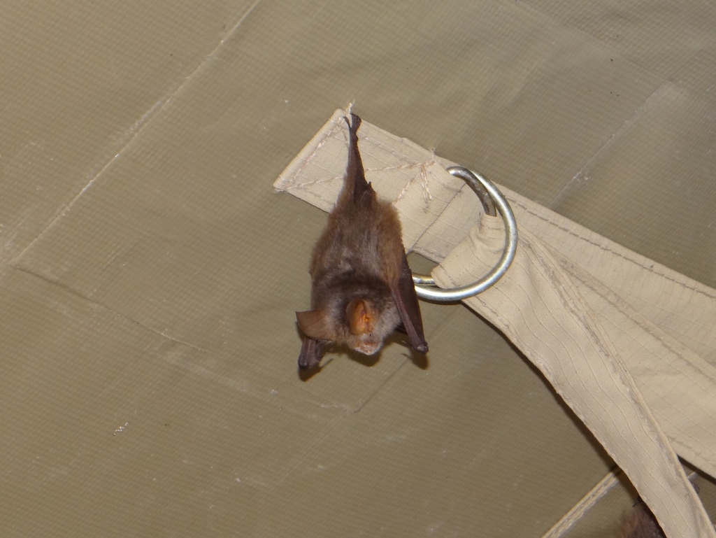 Hairy Slit-faced Bat from Mara, Kenya on February 26, 2020 at 02:48 PM ...