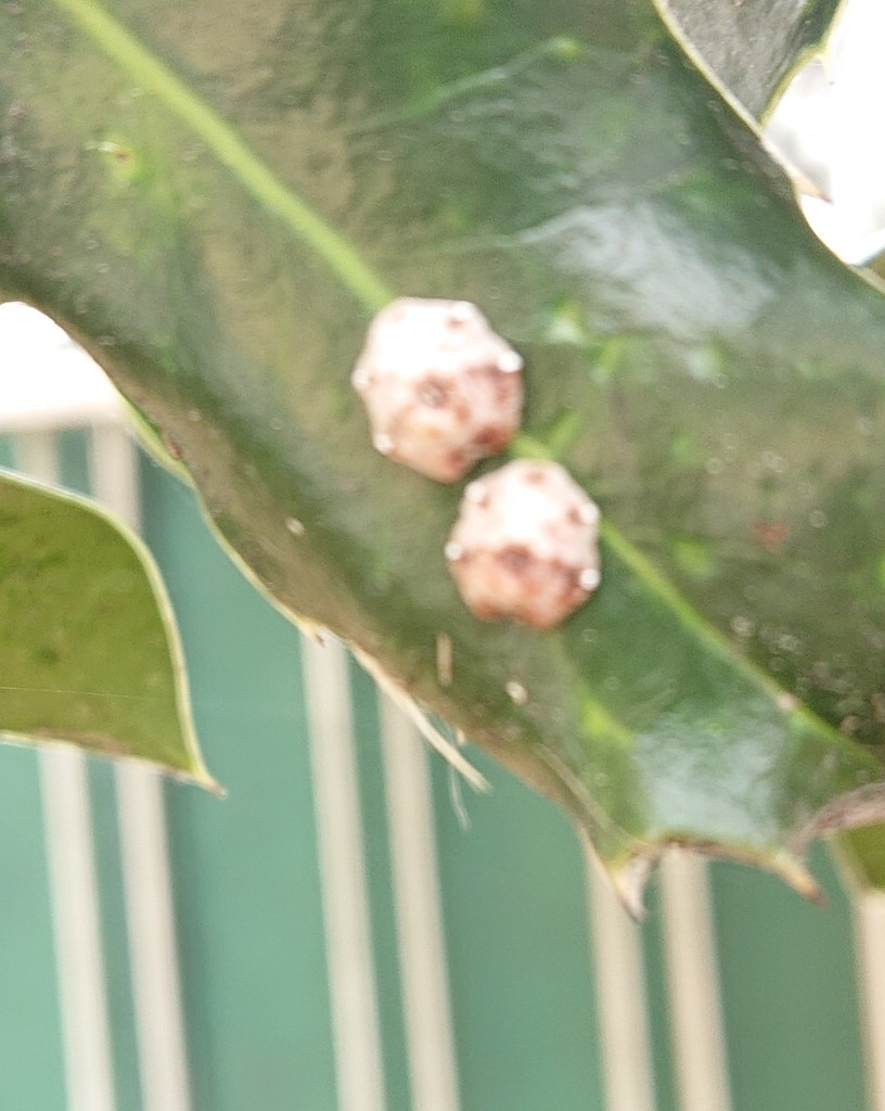 Wax Scales from Crasto, 4405-550 Valadares, Portugal on March 19, 2020 ...