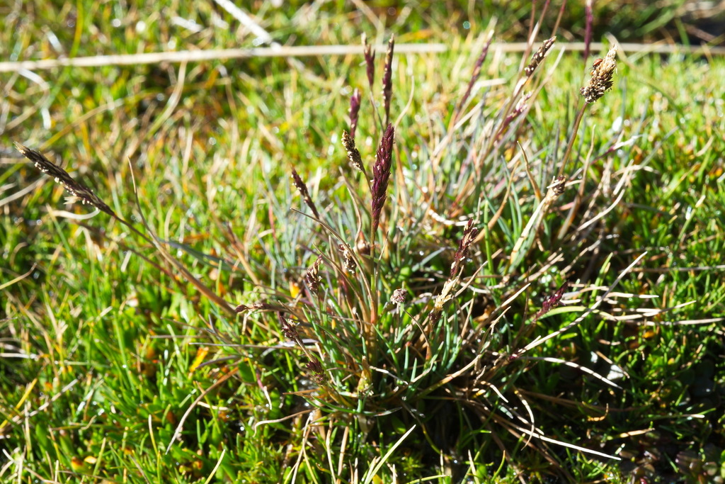 Agrostis dyeri from Rastus Burn, Remarkables on February 23, 2017 at 10 ...