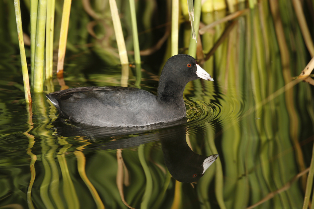 American Coot (Birds of San Mateo County) · iNaturalist