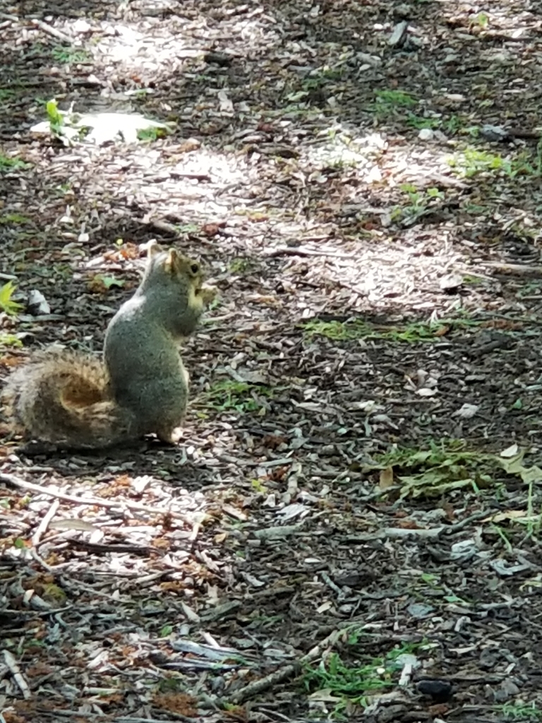 Fox Squirrel from Parker County, US-TX, US on April 19, 2019 at 09:59 ...