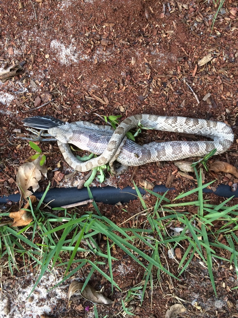 Gray Ratsnake from Christopher Dr, Crestview, FL, US on July 16, 2018 ...