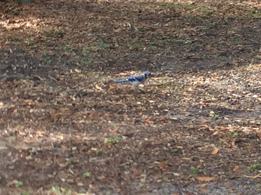 Blue Jay from Al Lopez Park, Tampa, FL, US on December 29, 2019 at 12: ...