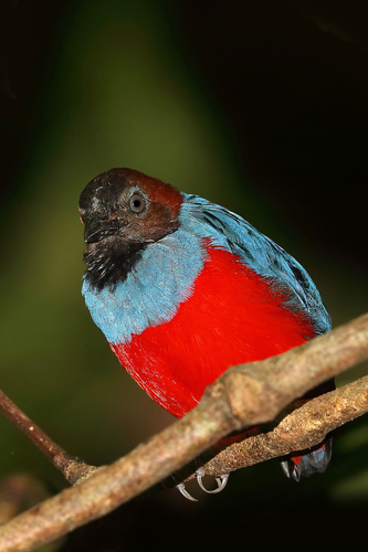Blue-breasted Pitta (Talaud) (Subspecies Erythropitta erythrogaster ...