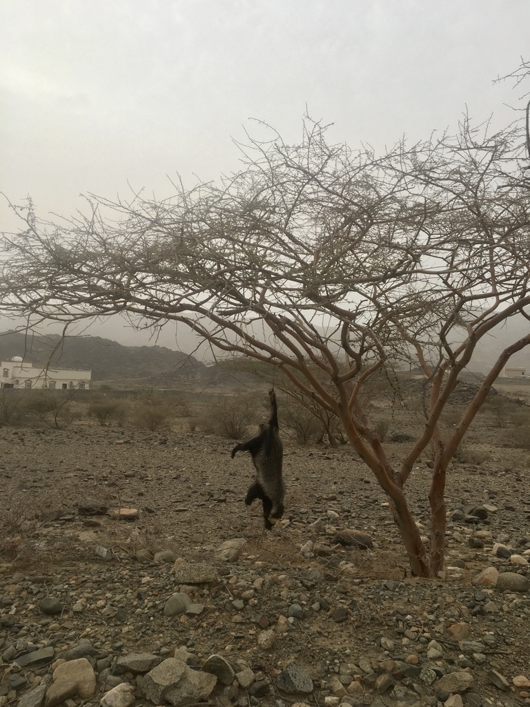 Arabian Ratel from Makkah, SA on March 14, 2020 at 06:32 AM by Shannon ...