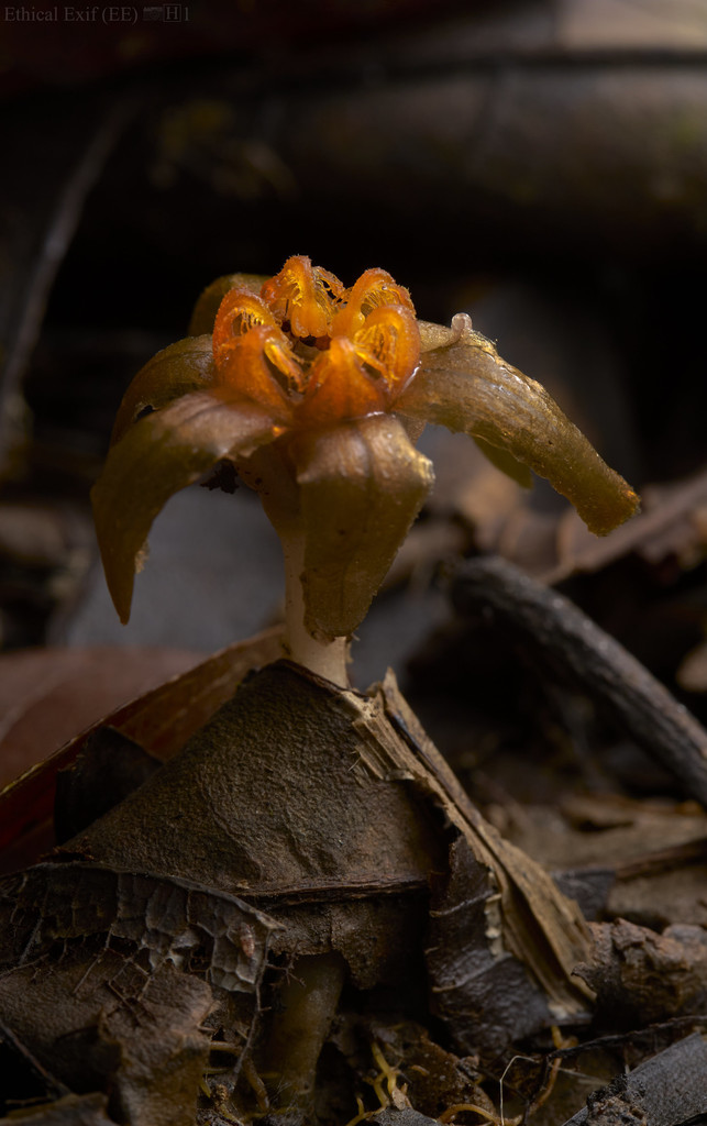 tiputinia from Left side of River National Reserve, Tambopata, Puerto ...