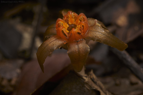 tiputinia (Tiputinia foetida) · iNaturalist