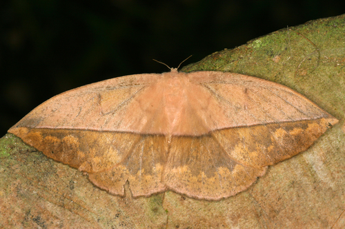 Lonomia Obliqua Moth