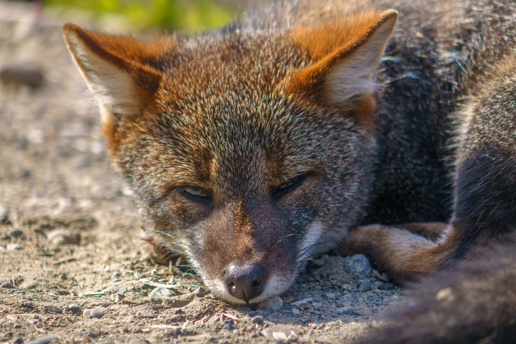 Darwin's Fox in March 2017 by Frank Dietze · iNaturalist
